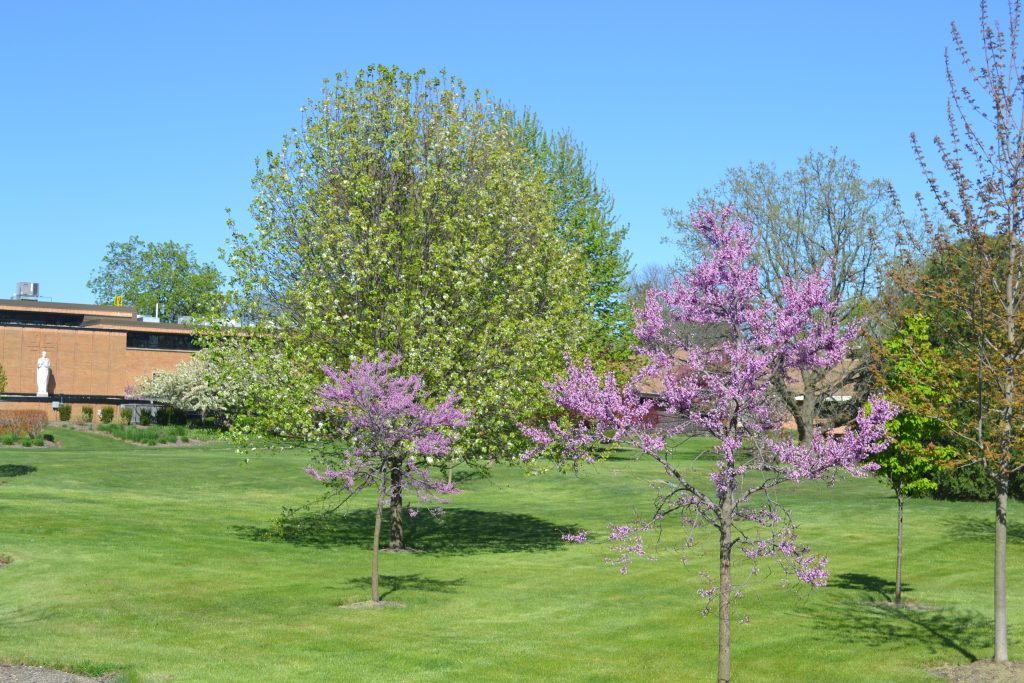 Spring Color on Province Center Grounds Conjures up Memories of Steve ...